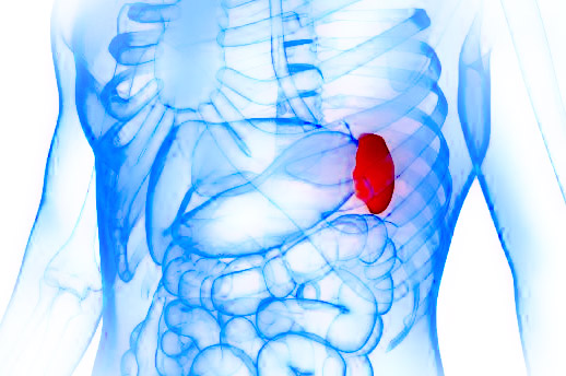 Cura e ripristino naturale della Milza - KINESIOLOGIA K+